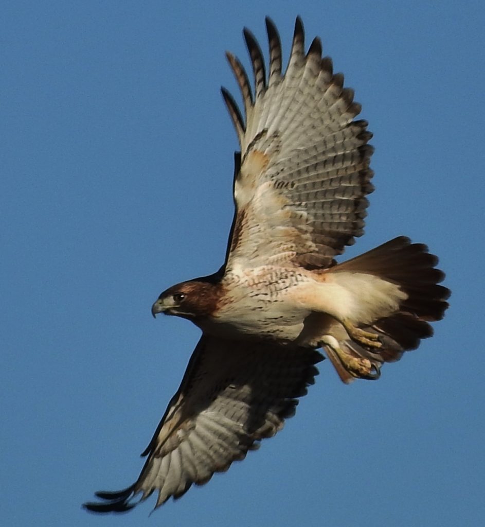 Taking Flight – Museum of the Red River